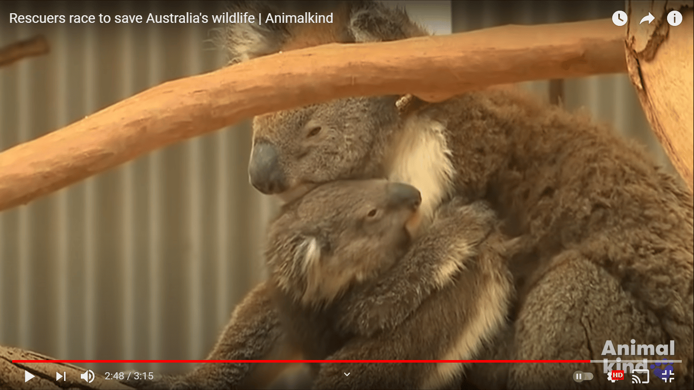 Rescuers race to save Australia's wildlife | Animalkind - TSFF 台灣永續影展